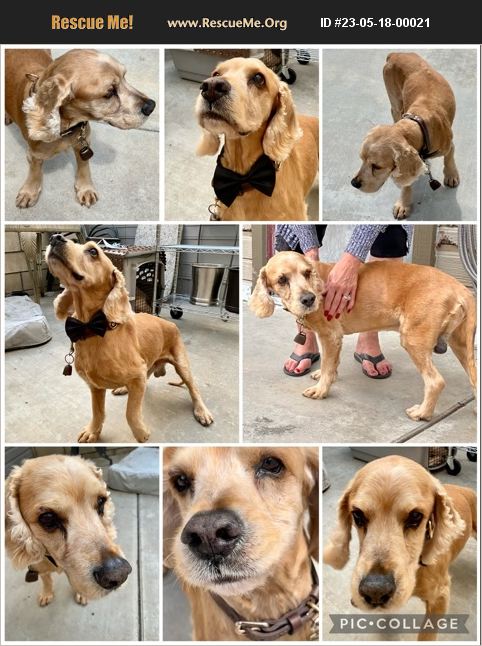 ADOPT 23051800021 ~ Cocker Spaniel Rescue ~ Riverside County, CA