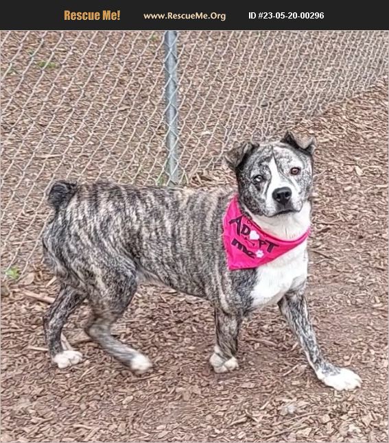ADOPT 23052000296 ~ Catahoula Rescue ~ Gainesville, GA