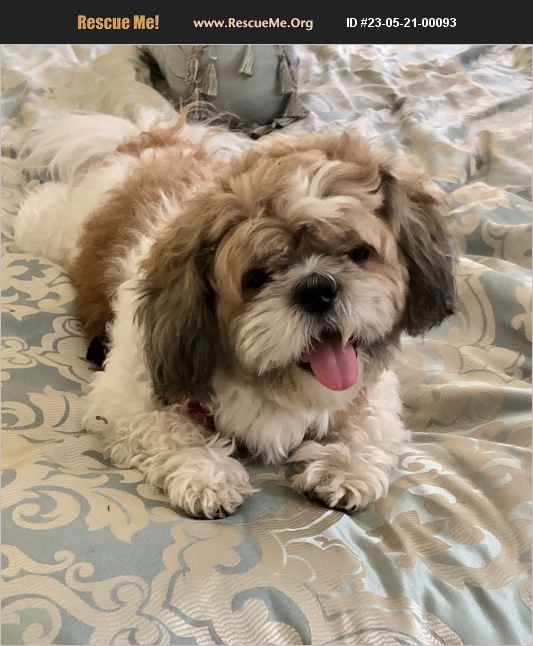 ADOPT 23052100093 ~ Lhasa Apso Rescue ~ Cape Coral, FL