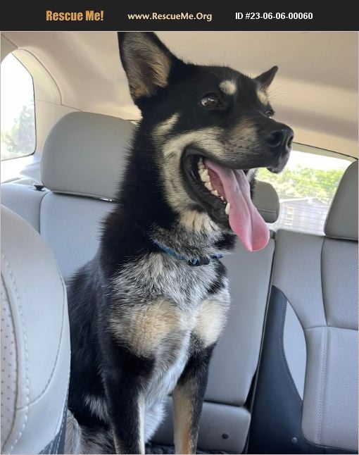 ADOPT 23060600060 Shiba Inu Rescue Benton PA