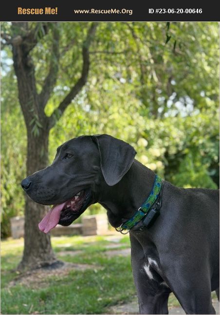 ADOPT 23062000646 ~ Great Dane Rescue ~ Creve Coeur, MO