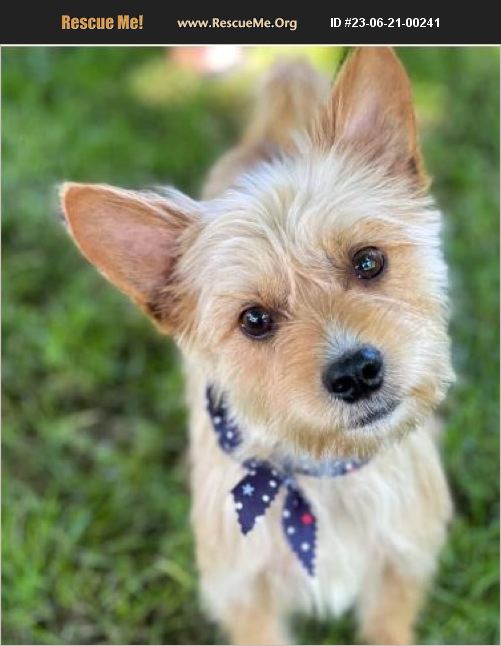ADOPT 23062100241 ~ Yorkie Rescue ~ Mead, CO