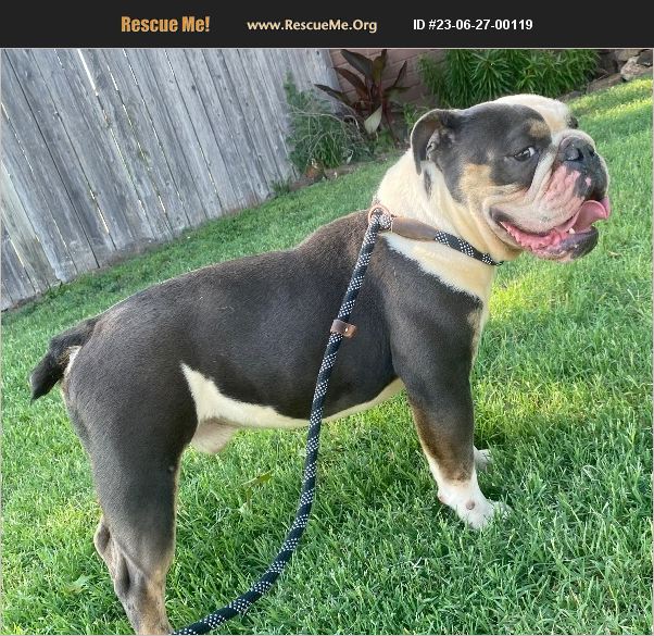 ADOPT 23062700119 ~ Bulldog Rescue ~ Miami, OK