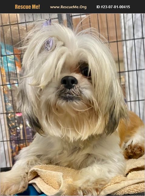 Adopt 23070100415 ~ Shih Tzu Rescue ~ Gilberts Il