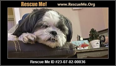- North Carolina Shih Tzu Rescue - ADOPTIONS - Rescue Me!