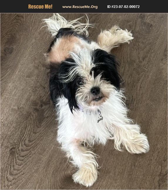 ADOPT 23070200072 ~ Shih Tzu Rescue ~ Raleigh, NC