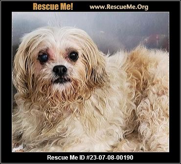 - North Carolina Shih Tzu Rescue - ADOPTIONS - Rescue Me!