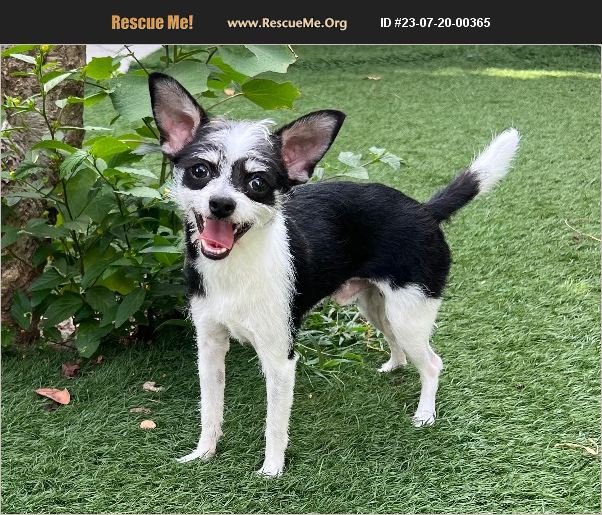 ADOPT 23072000365 ~ Chihuahua Rescue ~ Fort Myers, FL