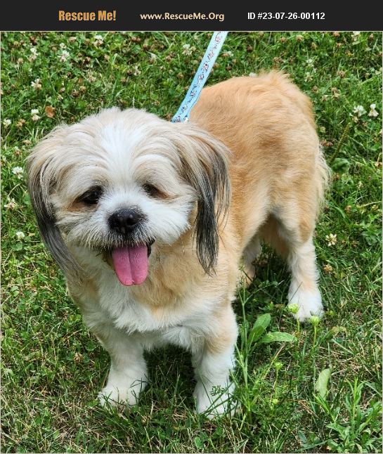ADOPT 23072600112 ~ Lhasa Apso Rescue ~ Lisbon, IA