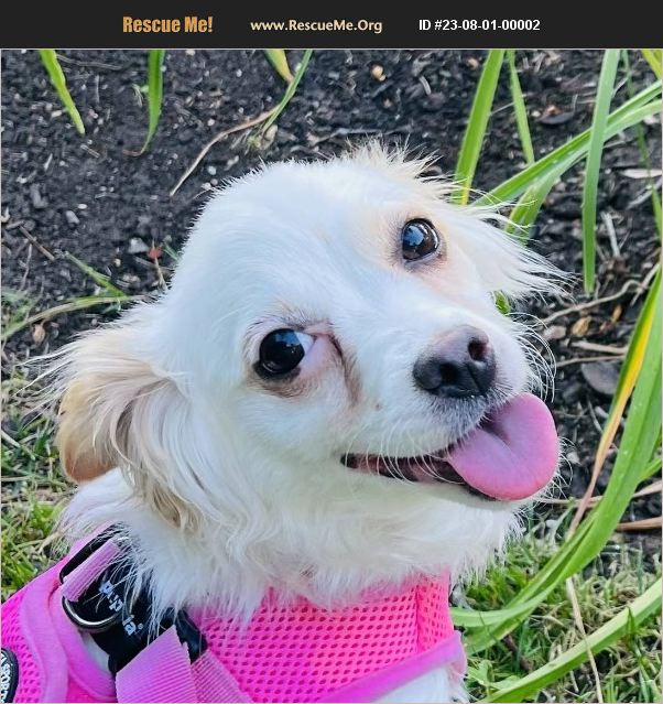 Adopt 23080100002 ~ Shih Tzu Rescue ~ Menifee Ca
