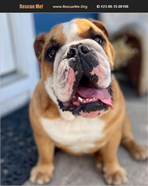 ADOPT 23081500198 ~ Bulldog Rescue ~ Mead, CO