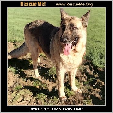 Michigan German Shepherd Rescue