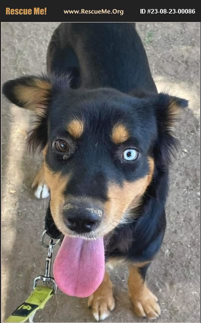 Adopt Lab Rescue Casa Grande Az