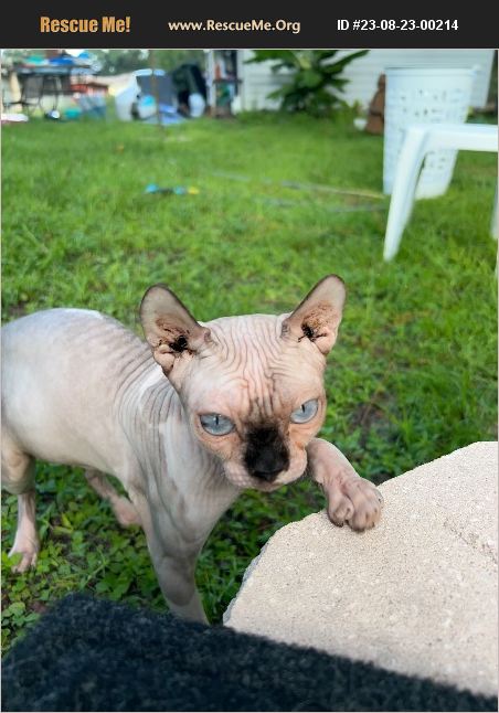 ADOPT 23082300214 ~ Sphynx Rescue ~ Lakeland, FL