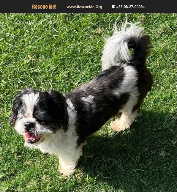 Adopt 23082700084 ~ Shih Tzu Rescue ~ Lorena Tx