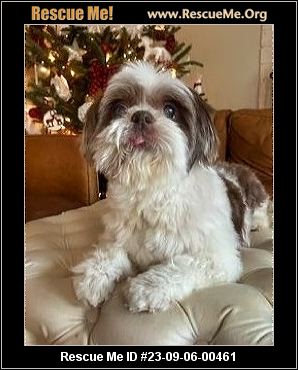 - North Carolina Shih Tzu Rescue - ADOPTIONS - Rescue Me!