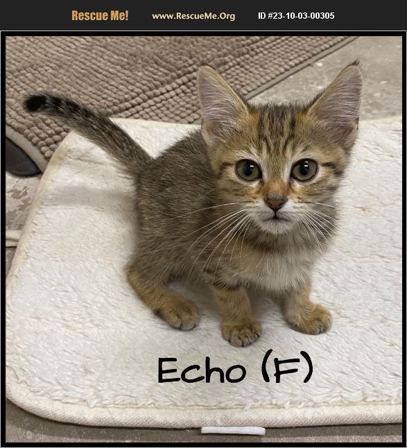 ADOPT 23100300305 ~ Domestic Cat Rescue ~ Tustin, CA