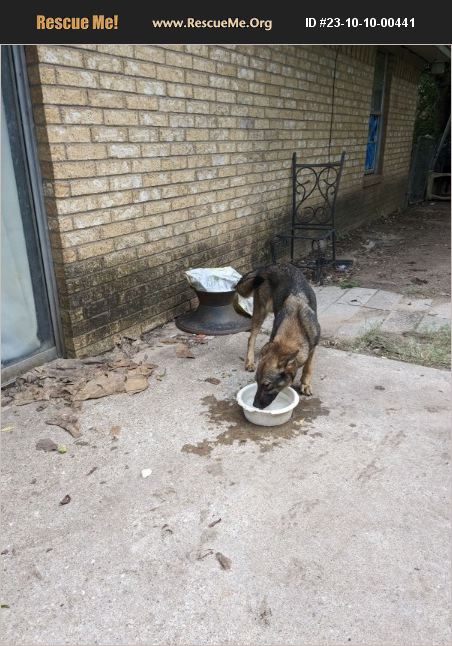 Adopt Belgian Malinois Rescue Hewitt Tx