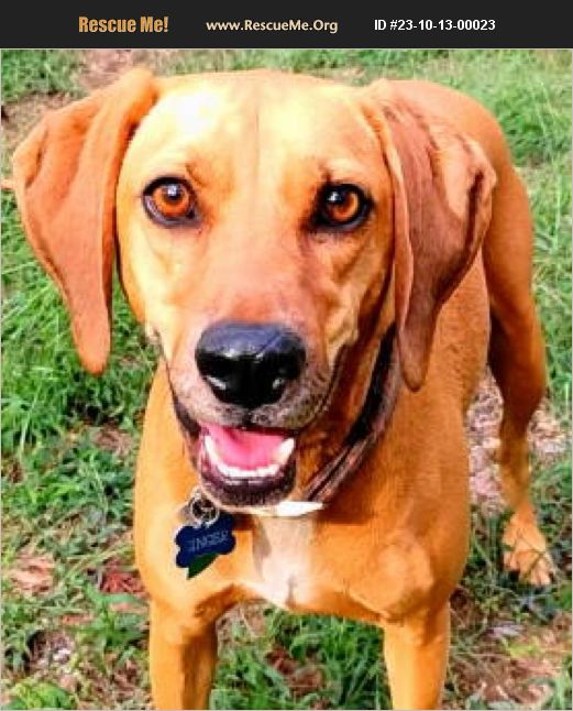 ADOPT 23101300023 ~ Redbone Coonhound Rescue ~ Frankston, TX