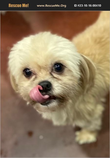 Adopt 23101600410 ~ Shih Tzu Rescue ~ San Diego Ca