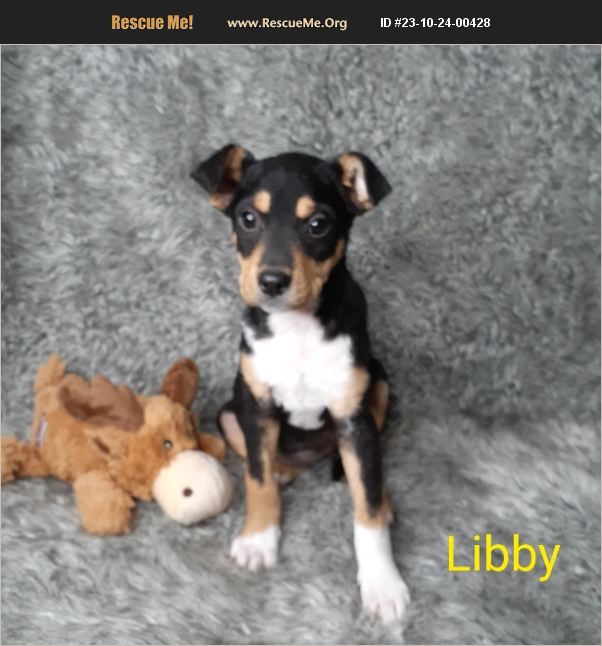 ADOPT 23102400428 ~ Border Terrier Rescue ~ Newark, DE