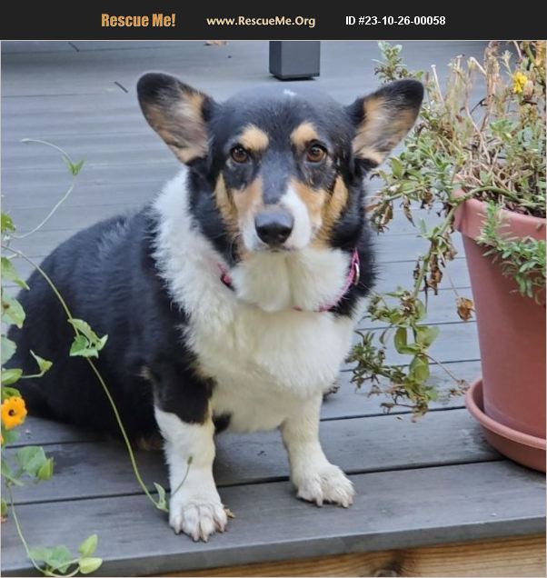 ADOPT 23102600058 ~ Corgi Rescue ~ Lawrence, KS