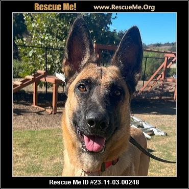 Belgian Malinois Rescue California