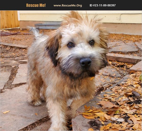 ADOPT 23110900397 ~ Soft Coated Wheaten Terrier Rescue ~ Parker, CO