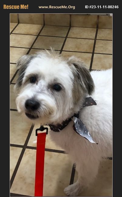 ADOPT 23111100246 Jack Russell Rescue Owings MD