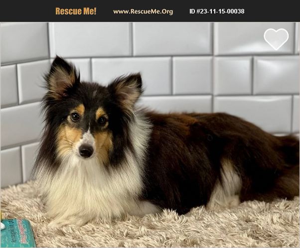 ADOPT 23111500038 ~ Shetland Sheepdog Rescue ~ Goddard, KS