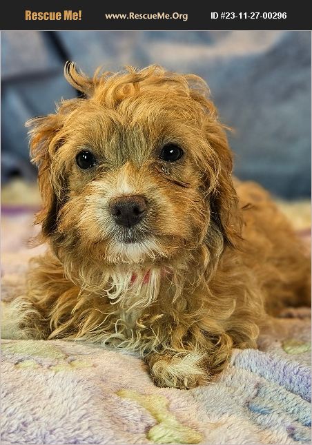 ADOPT 23112700296 ~ Cockapoo Rescue ~ Bon Carbo, CO