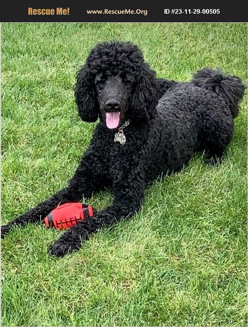 Poodle Rescue Los Angeles