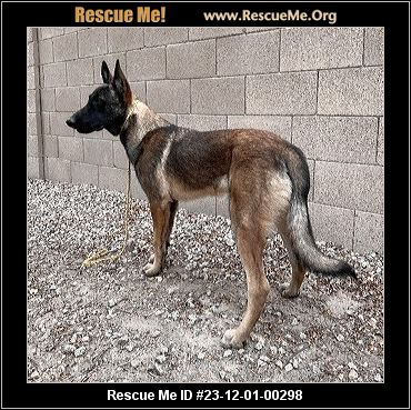 Belgian Malinois Rescue Az 1