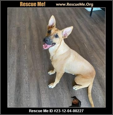 Belgian Malinois Rescue Az