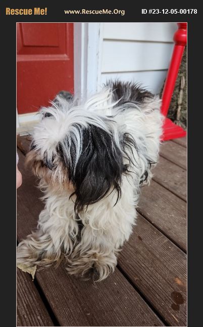 Adopt 23120500178 ~ Shih Tzu Rescue ~ Commerce Ga
