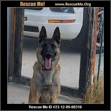 Belgian Malinois Rescue Az 1