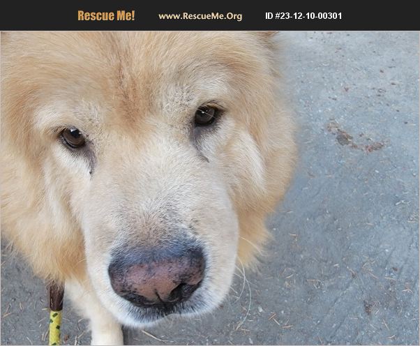 ADOPT 23121000301 ~ Chow Chow Rescue ~ Eastsound, WA