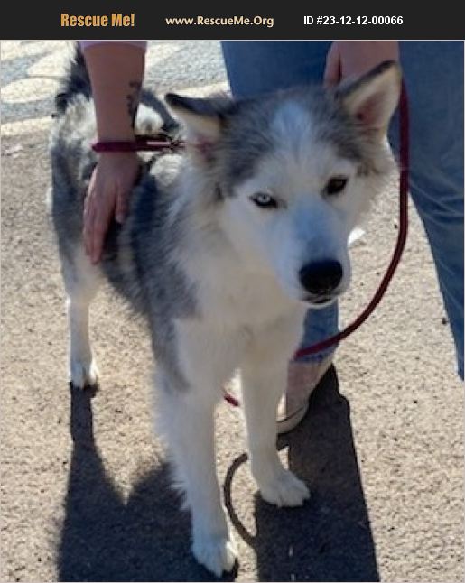 ADOPT 23121200066 Siberian Husky Rescue Casa Grande AZ