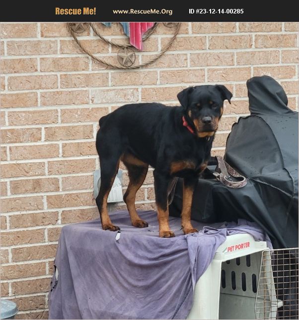 ADOPT 23121400285 ~ Rottweiler Rescue ~ Tomball, TX