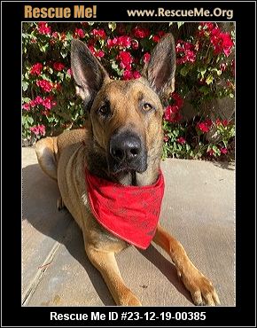 Belgian Malinois Rescue Arizona