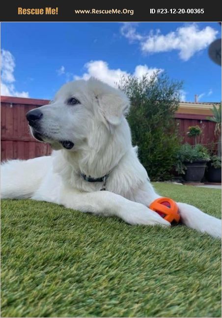 ADOPT 23122000365 ~ Great Pyrenees Rescue ~ MURRIETA, CA