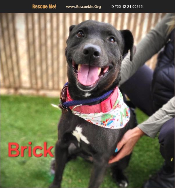 ADOPT 23122400213 ~ Lab Rescue ~ Phoenix, AZ