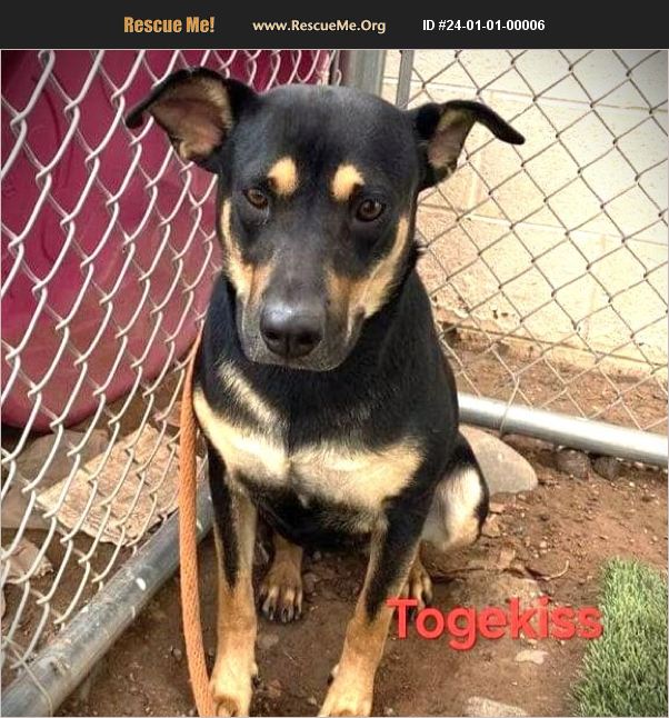 ADOPT 24010100006 ~ Australian Kelpie Rescue ~ Phoenix, AZ