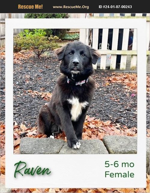 ADOPT 24010700243 ~ Newfoundland Rescue ~ Hinesburg, VT