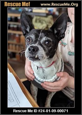 Wisconsin Chihuahua Rescue Adoptions Rescue Me