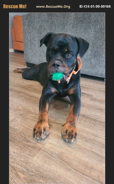 ADOPT 24010900166 ~ Rottweiler Rescue ~ Greenwood, IN
