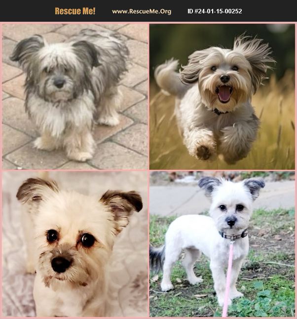 ADOPT 24011500252 ~ Havanese Rescue ~ Van Nuys, CA