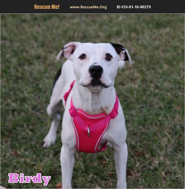 Adopt 24011600279 ~ American Staffordshire Terrier Rescue ~ Humble Tx