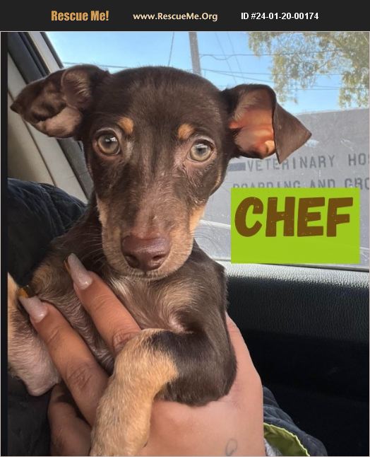 ADOPT 24012000174 ~ Miniature Pinscher Rescue ~ Marana, AZ