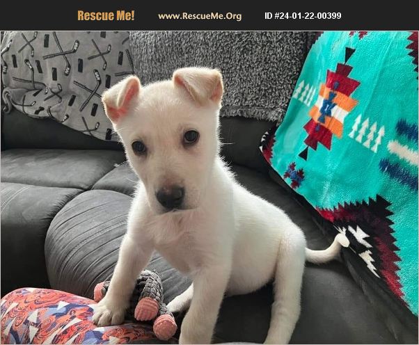 ADOPT 24012200399 ~ Shar-Pei Rescue ~ Minot, ND